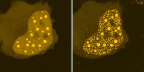 A Droplet Question ELife Science Digests ELife