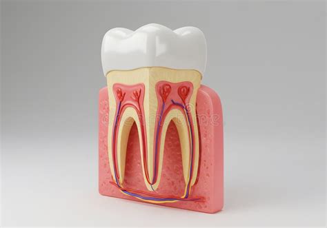 Cross Section Tooth Anatomy Diagram Stock Illustration Illustration