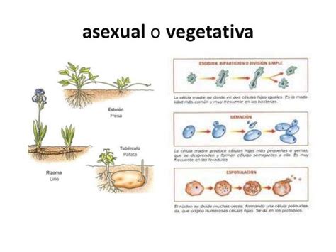 Reproducción Asexual En Plantas Gemación