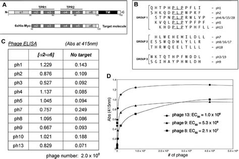 Random Peptide Phage Display Screening Identified Ten Peptide Sequences
