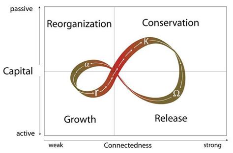 These Are The 4 Phases Of An Adaptive Cycle Growth Conservation