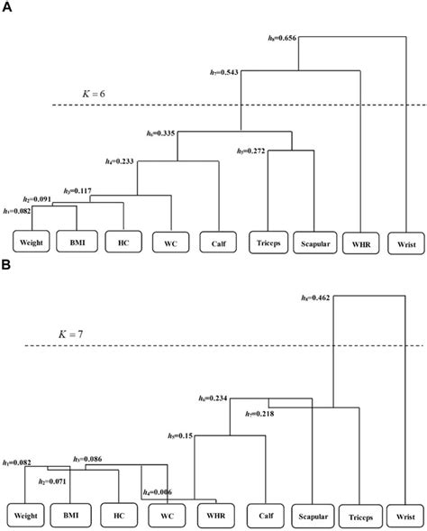 Frontiers A Novel Hierarchical Clustering Approach For Joint Analysis Of Multiple Phenotypes
