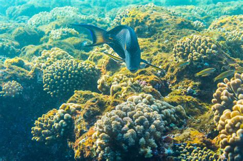 열대 바다 의 생명 수면 아래에 떠있는 물고기로 가득 찬 산호초 잔물결을 통해 광선이 밝아집니다 0명에 대한 스톡 사진 및 기타 이미지 Istock