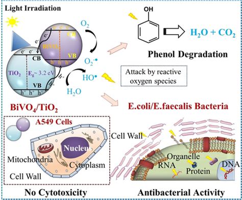 2d Tio2 Nanosheets Decorated Via Sphere‐like Bivo4 A Promising Non‐toxic Material For Liquid