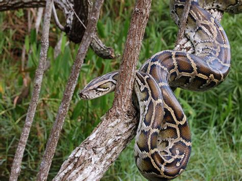 15 Fun Facts About Burmese Pythons You Need To Know Ifunfact