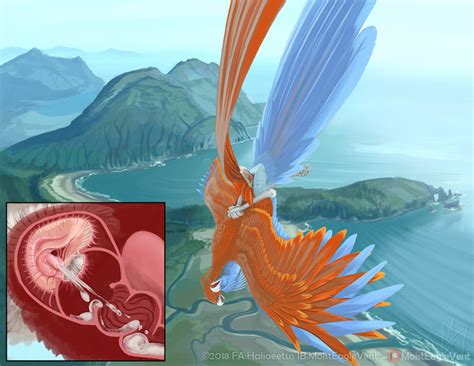 Rule 34 Anatomically Correct Anatomically Correct Genitalia Animal