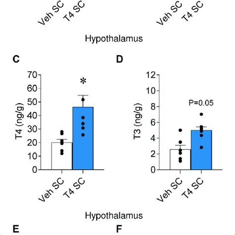 Effects Of Temperature On Hypothalamic Th Levels In Hyperthyroid Rats