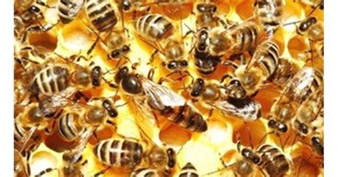 Имайте предвид Пчелната майка е най продуктивна само първите 1 2 години Български Фермер