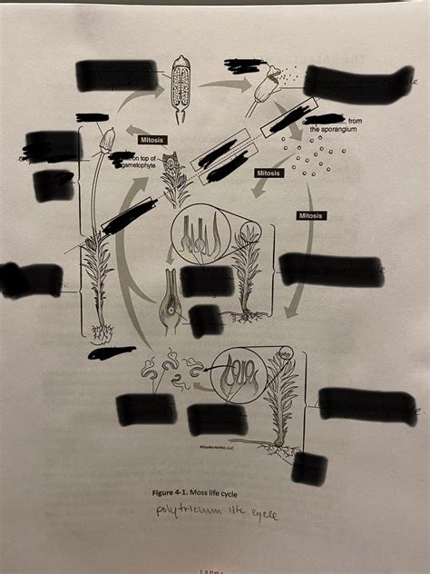 Diagram Of Bio 121 Lab 4 Moss Life Cycle Polytrichum Quizlet