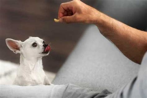 Lasix Dosage For Cats Safe Dosing Chart And Vet Advice