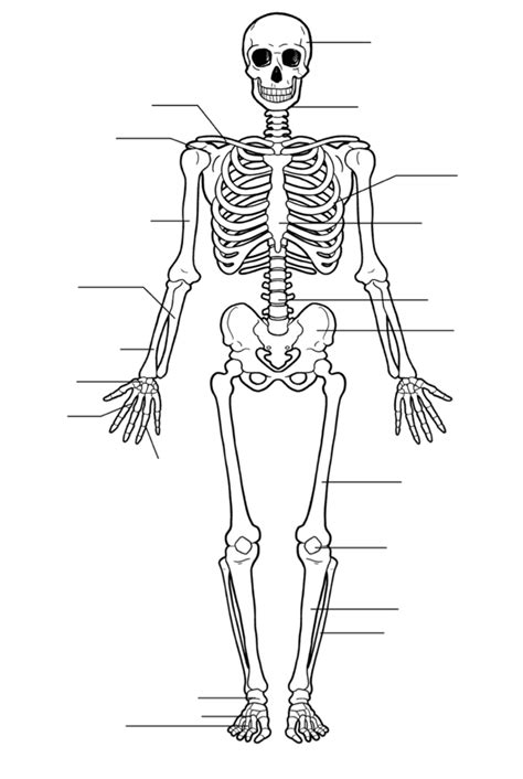 The Skeletal System Diagram Quizlet