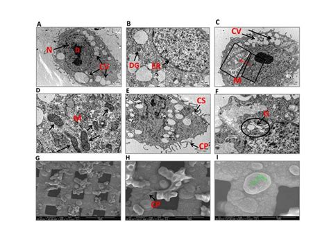 Inverted Microscope Images Showing Multipotent Differentiation