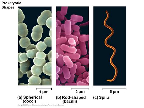 Bacteria And Archaea Presentation Biology