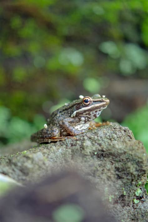 British Frogs And Toads Species Habitats And Lifespan Howlonglive