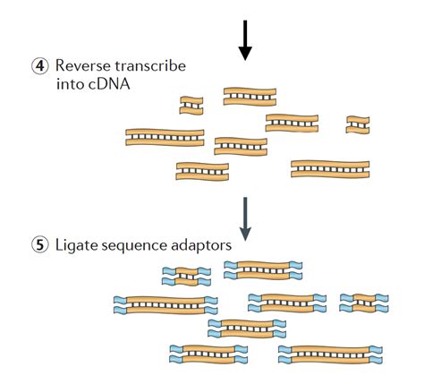 Intro To RNA Seq Introduction To RNA Seq Using High Performance Computing ARCHIVED