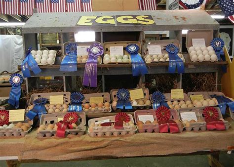 How To Display Eggs For Sale At Alfredo Montano Blog