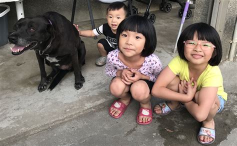 記者 梅花新聞網 陳素貞 綜合報導 野生狗是王者 不讓你看最後一面 ｜ 梅花新聞網