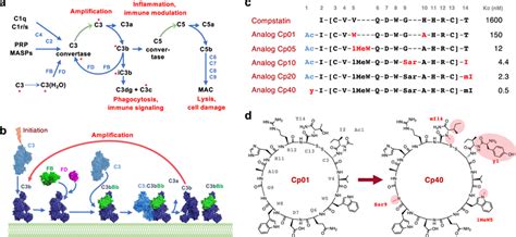 Overview Of Complement Mechanisms And Compstatin Based Inhibitor Download Scientific Diagram