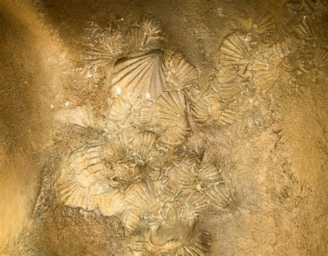 Premium Photo Shell Sediment Abstract