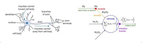 Illustration Of Neurons And Neural Network Mathematical Models Source Download Scientific