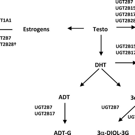 Reported Specificity Of Ugt Enzymes For Sex Steroids † The Download Scientific Diagram