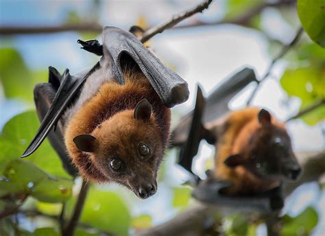 How Many Species Of Bats Are There