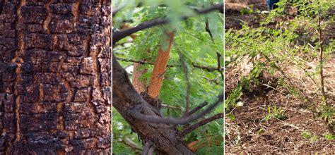 How Ecologi And Our Partners Monitor Trees Funded By Our Community Ecologi