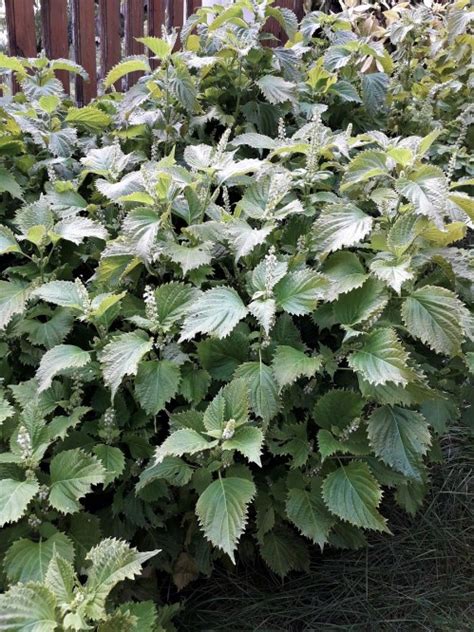 Perila (Shiso)