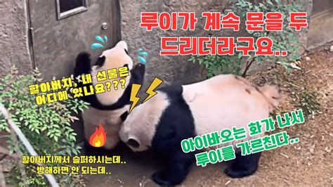 세상에 😱 아이바오가 계속 문을 두드리며 할아버지의 선물을 달라고 하는 루이바오를 가르치기 위해 화가 나서 공격했어요 😭 루이바오는 두려움에 고통 속에서 크게 소리쳤어요