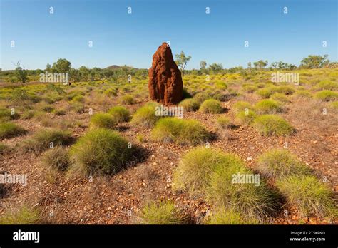 Typical Arid Landscape With A Termite Mound And Spinifex In The Outback Along The Tanami Road