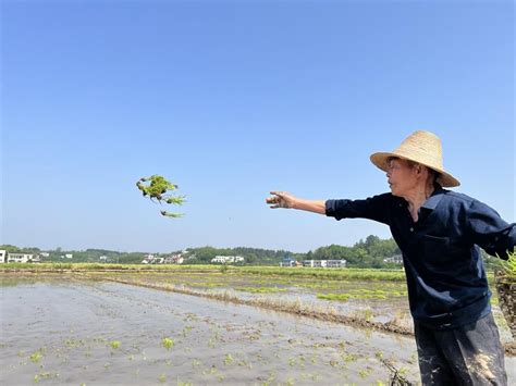 积极响应乡村振兴 抛秧老汉喜盼丰收 HPA湖南摄影网 积极响应乡村振兴 抛秧老汉喜盼丰收 HPA湖南摄影网