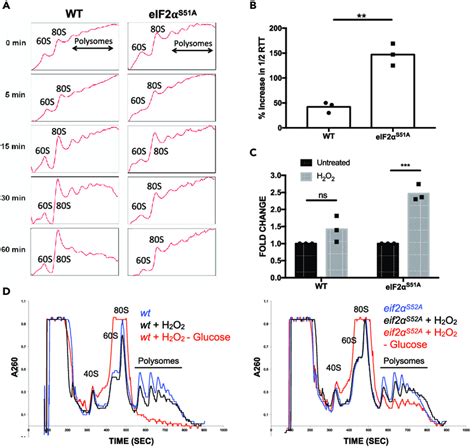 The Effects Of Oxidative Stress On Translation Elongation A Polysome Download Scientific