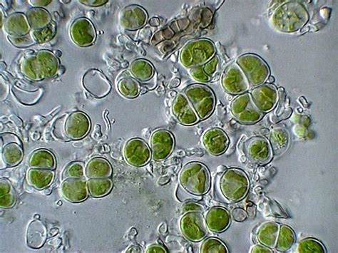Coccoid Green Alga Unicellular Green Alga 100x At 35mm Very Common