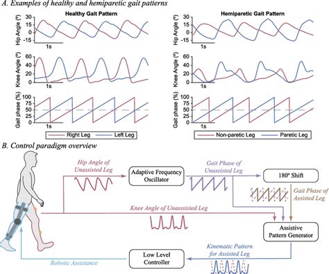 Control Paradigm A Examples Of Healthy And Hemiparetic Gait Patterns