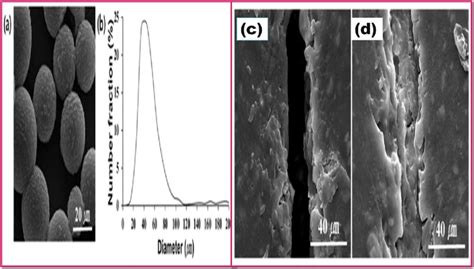 Sem Image Of The Linseed Oil Microcapsules A Size Distribution Of