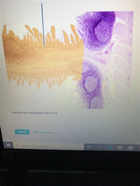 solved identify the highlighted structure submit e type here