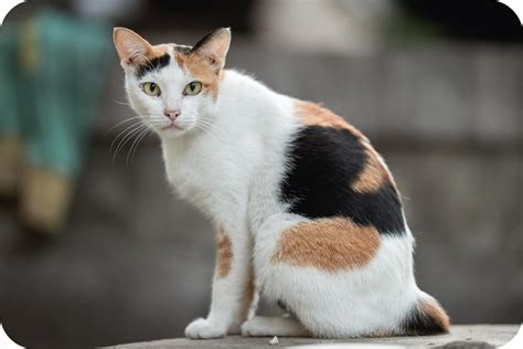 Embrace The Unique Japanese Bobtail Cat Care And Lifestyle Guide