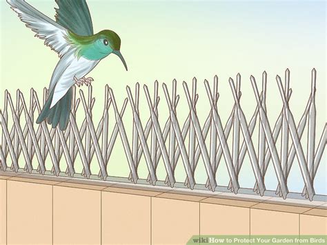 10 Ways To Protect Your Garden From Birds WikiHow Life