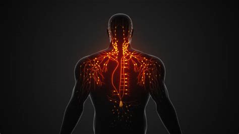 450 Precursor Cell Foto Stok Potret And Gambar Bebas Royalti Istock