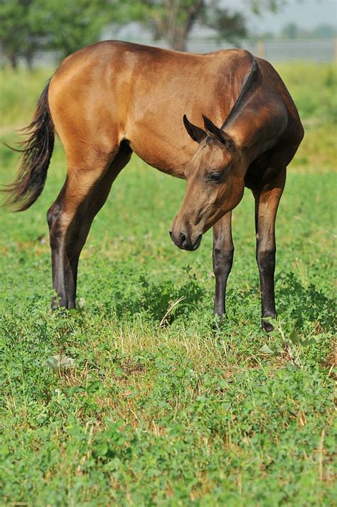 Айтыс - Конный завод Dacor