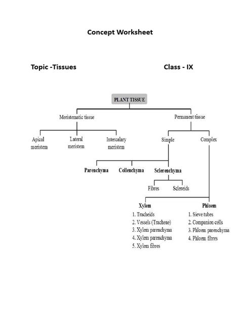 Concept Worksheet On Tissues For Class 9 Download Free Pdf Tissue Biology Muscle