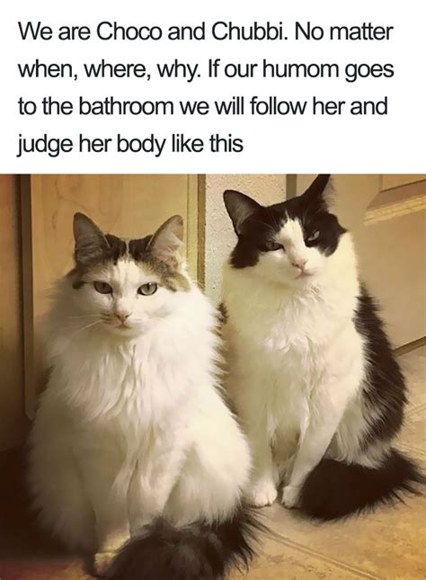 50 Times Asshole Cats Were Publicly Shamed For Their Hilariously