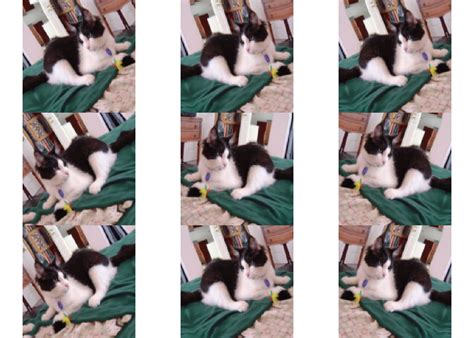 Tensorflow For R Image Classification From Scratch