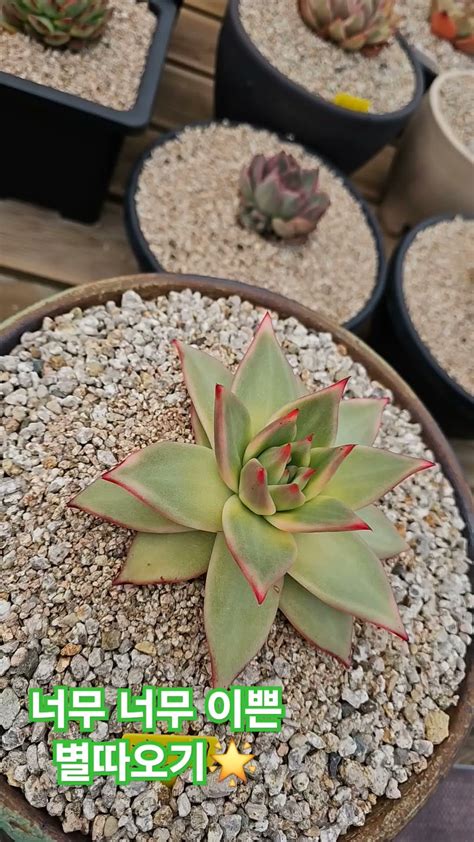별따오기 Succulent 다육이 청주 다육식물 Plants 디플랜트 Youtube
