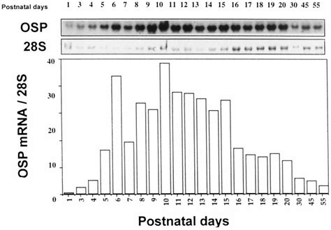 Postnatal Expression Of Osp A Rna From 155 Postnatal Mouse Testes