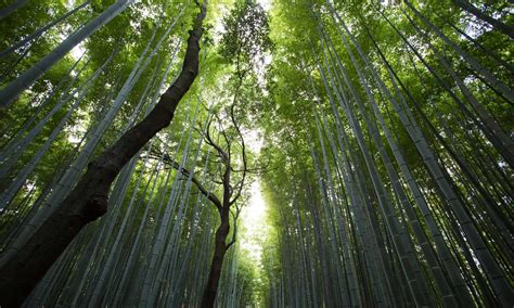 Understanding Microservices Architecture A New Era Of Software Design — Association Of