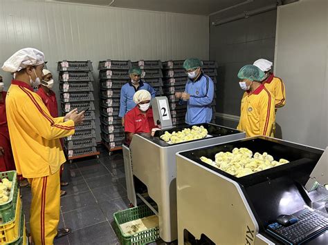 The Worlds First Commercial Automatic Chicken Sexing Machine Poultry World