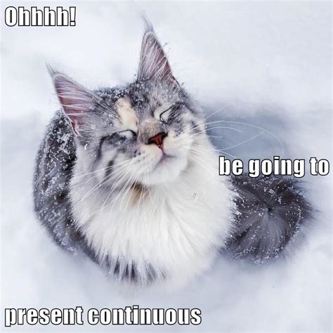 Present Continuous Lolcats Lol Cat Memes Funny Cats Funny Cat