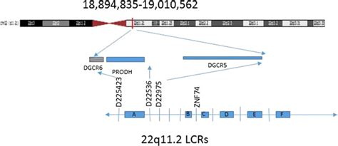Location Of The Duplication Seen In Case 1 And Deletion Seen In Case 2 Download Scientific