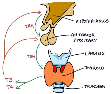 Thyroid Function Tests Zero To Finals